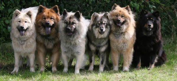 Les couleurs de l'eurasier | Club Français de l'Eurasier