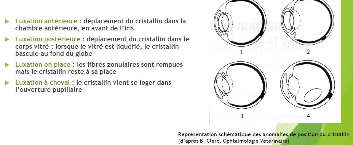 LES MALADIES HEREDITAIRES OCULAIRES CANINES – MHOC | Club Français de l ...